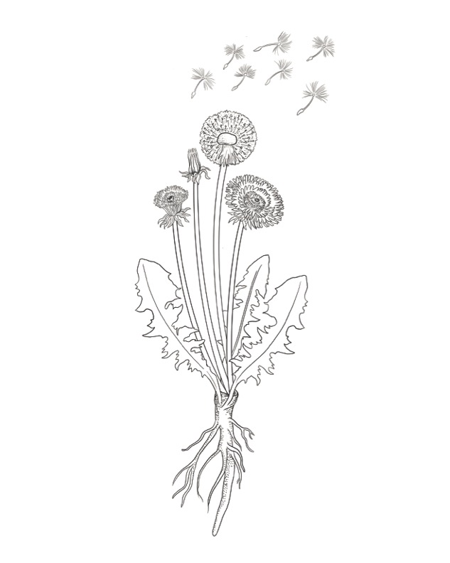 book groups - Multisolving Institute